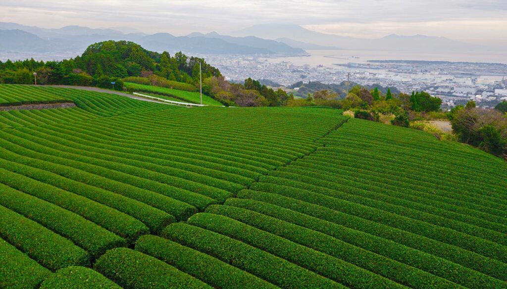 Which rice is best to use for sushi?